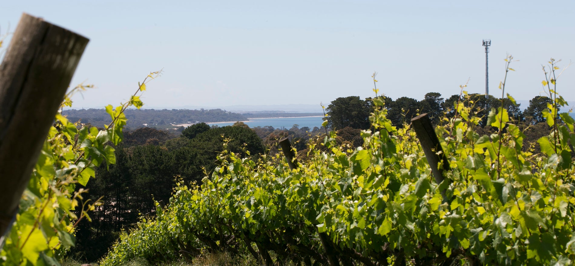 Mornington Peninsula Pinot Noir – For the love of Pinot