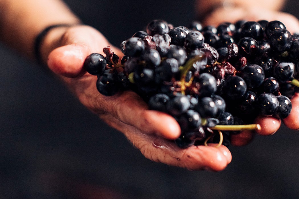 Australian Wine CONNECT