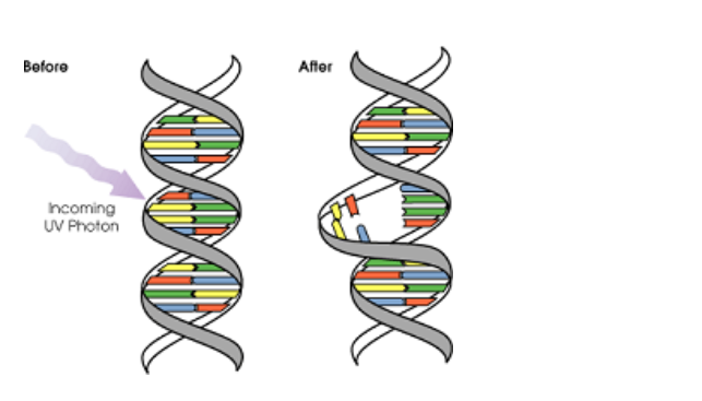 Risk factors/epidemiology | National Cancer Prevention Policy Skin ...