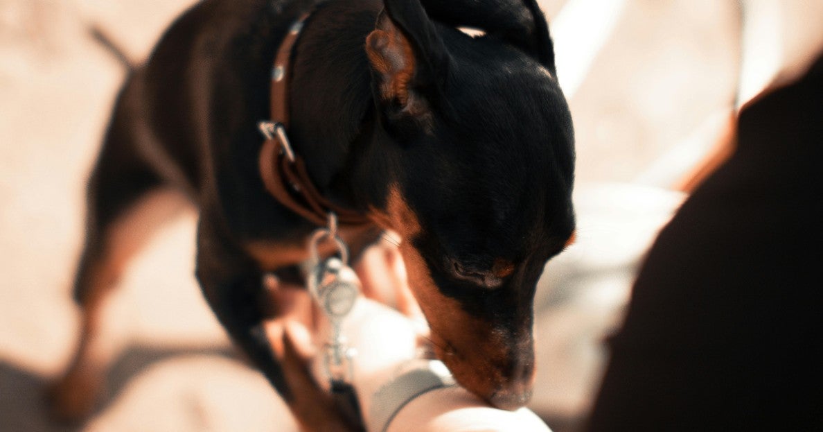 Studies say dogs could be trained to sniff out cancer | IHeard | Cancer ...