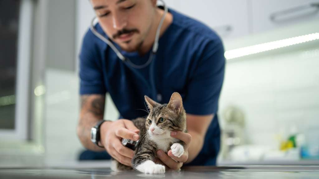 How much does it cost to see a vet in 2025? | Choosi