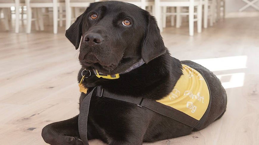 Funeral comfort dogs | Australian Seniors