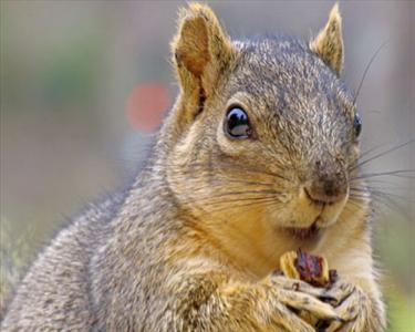 Mr Squirrel The Squirrel | triple j Unearthed