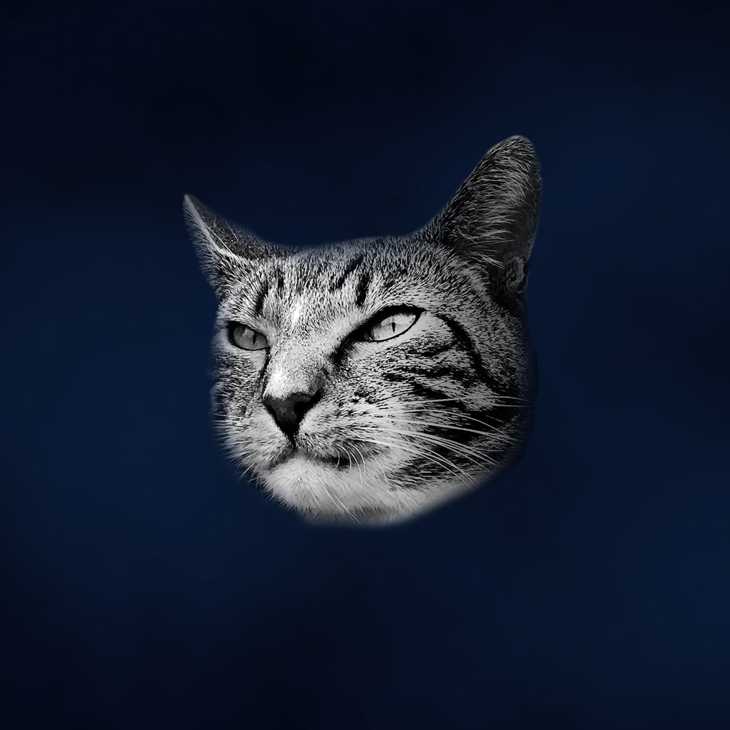 Zero Cats | triple j Unearthed