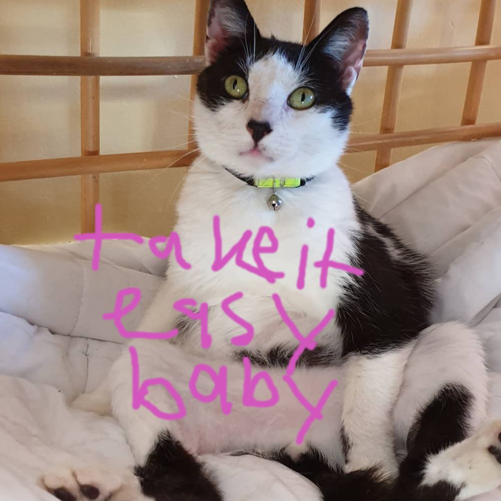 Peach Fuzz | triple j Unearthed