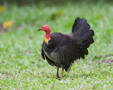 Bush Turkeys | triple j Unearthed