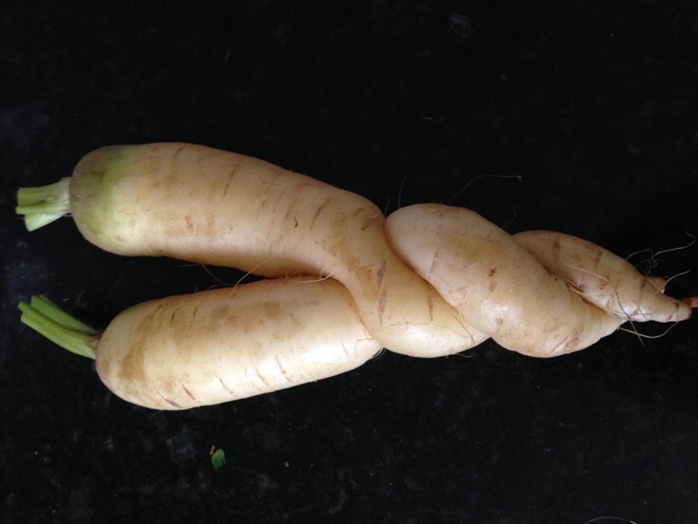 Damon Hunt | triple j Unearthed