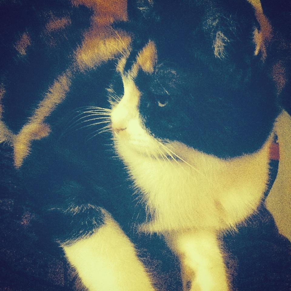 Oscules | triple j Unearthed