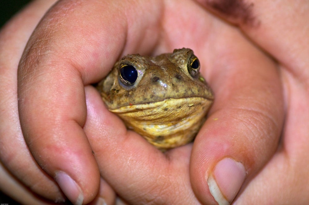 Austyn Lewis | triple j Unearthed