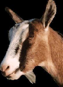 Carl Belle | triple j Unearthed