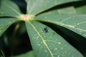 Jpex | triple j Unearthed