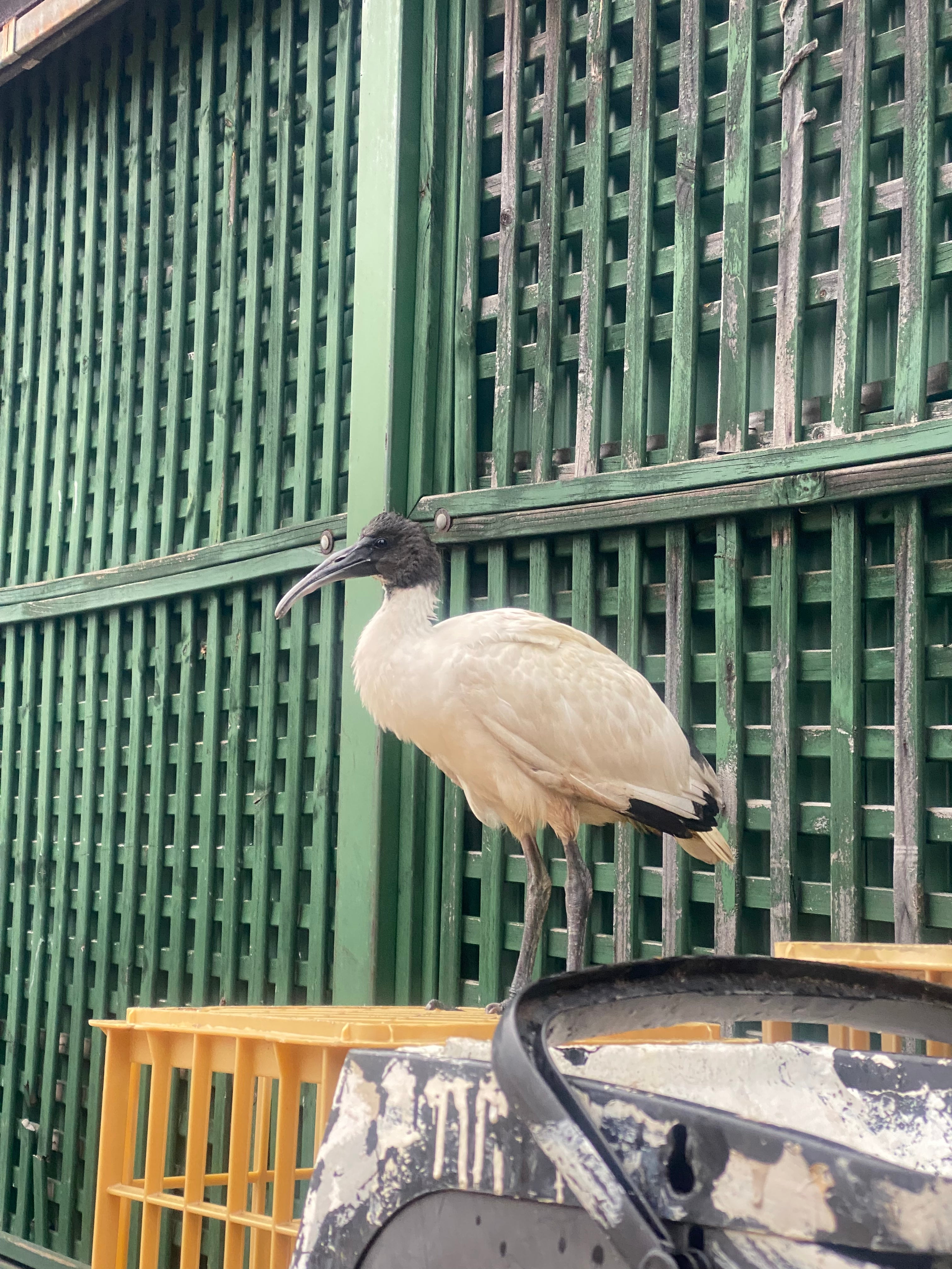 Gub | triple j Unearthed