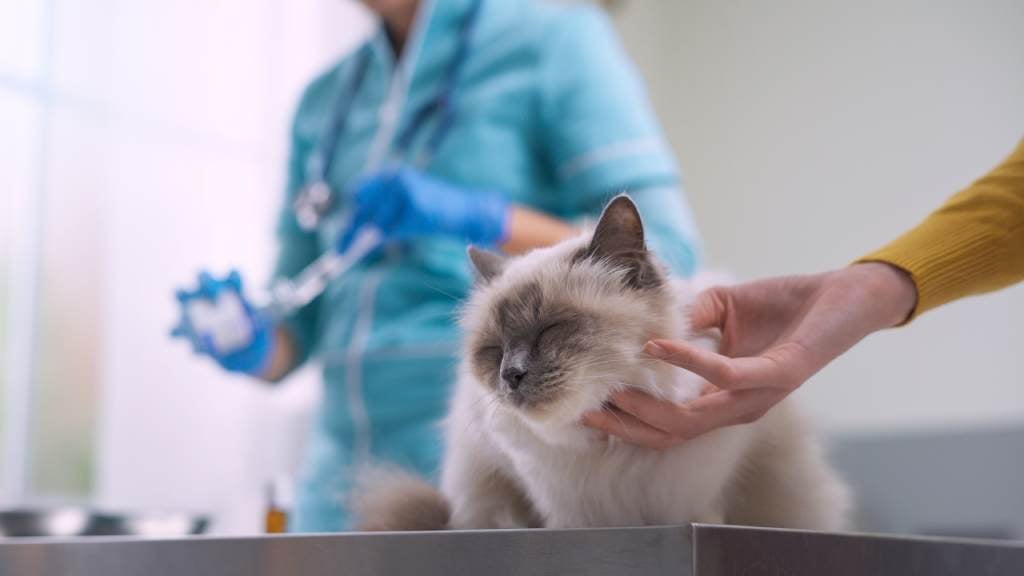 10 common cat injuries | RSPCA Pet Insurance