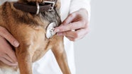 Common Reasons Why Your Dog Might Visit The Vet RSPCA Pet Insurance