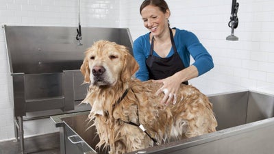 Pet Insurance Claims | RSPCA Pet Insurance