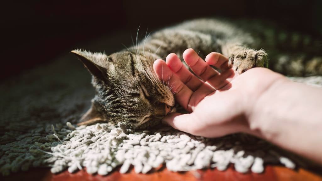 Reward-Based Training For Cats | RSPCA Pet Insurance