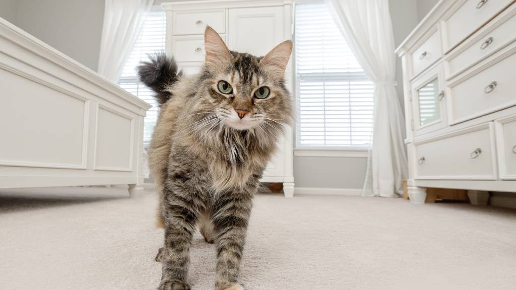 Understanding cat tail language | RSPCA Pet Insurance