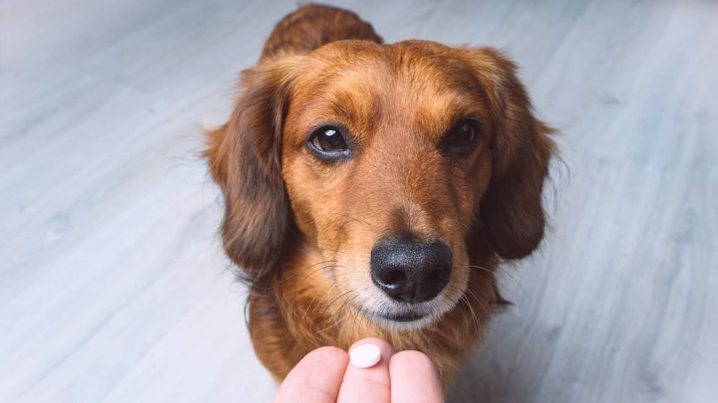 Easy ways to give your dog medication | RSPCA Pet Insurance