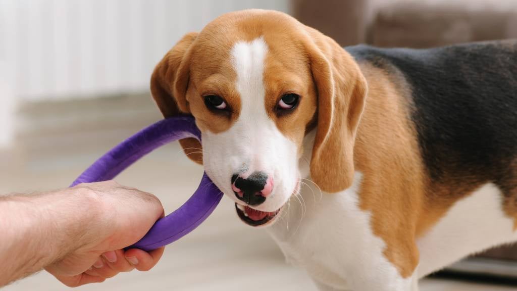 Teething for your puppy | RSPCA Pet Insurance