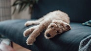 What You Need To Know About Puppy School RSPCA Pet Insurance