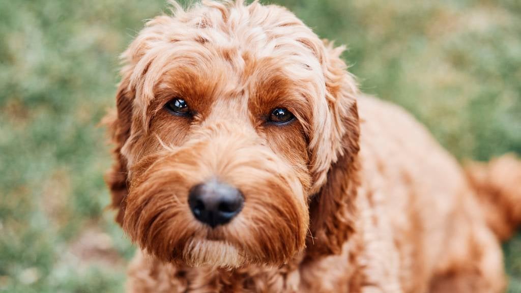 Spoodle breed information | RSPCA Pet Insurance