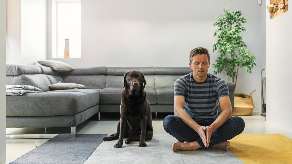 Is your pet stressed? | RSPCA Pet Insurance