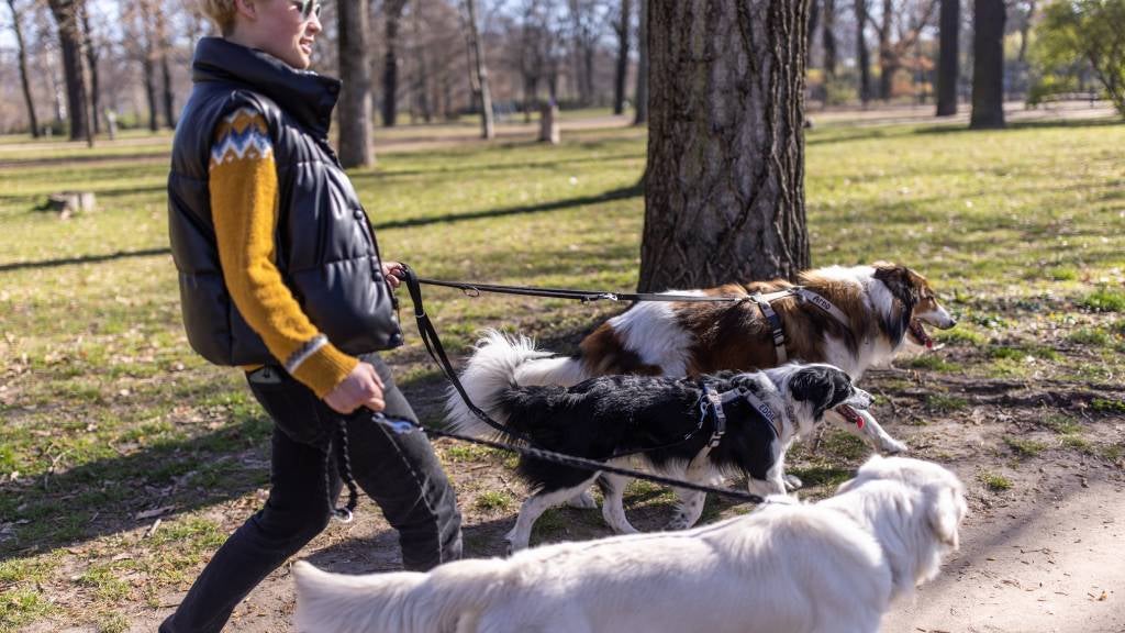 Tips for exercising your dog | RSPCA Pet Insurance