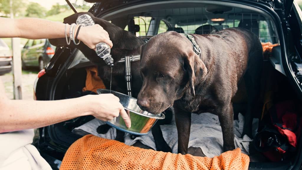 Signs of dehydration in dogs and cats | RSPCA Pet Insurance