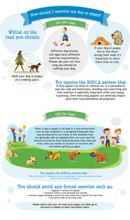 Safely Exercise Your Dog Or Puppy RSPCA Pet Insurance Safely Exercise Your Dog Or Puppy RSPCA Pet Insurance