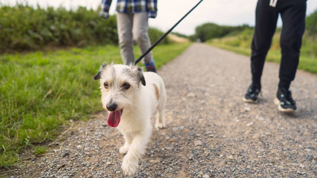 Volunteering with the RSPCA | RSPCA Pet Insurance