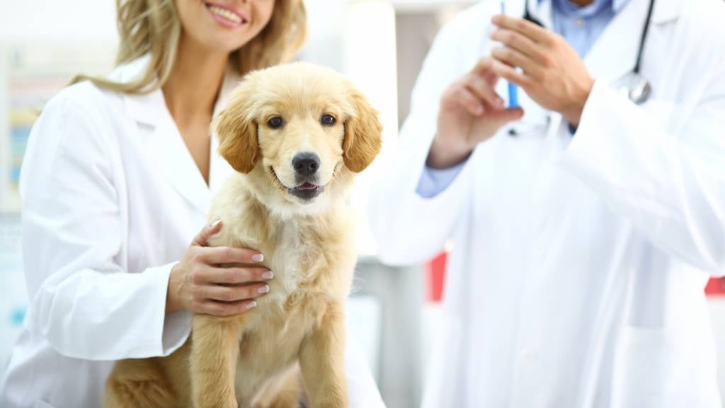 How often should our pets be vaccinated? | RSPCA Pet Insurance