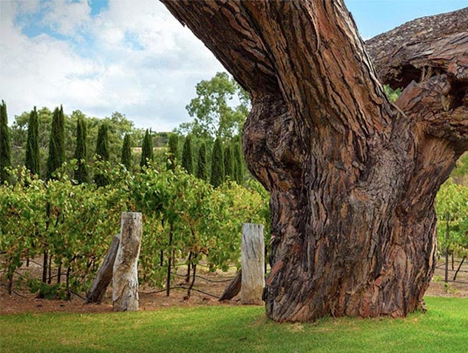 Currency Creek wine region