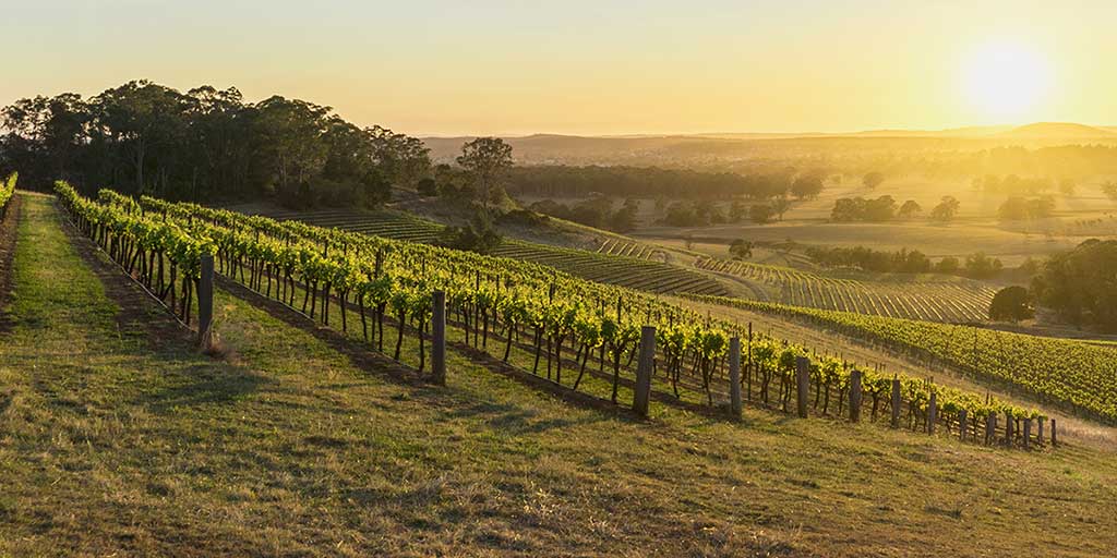 Hunter Valley Wine Region