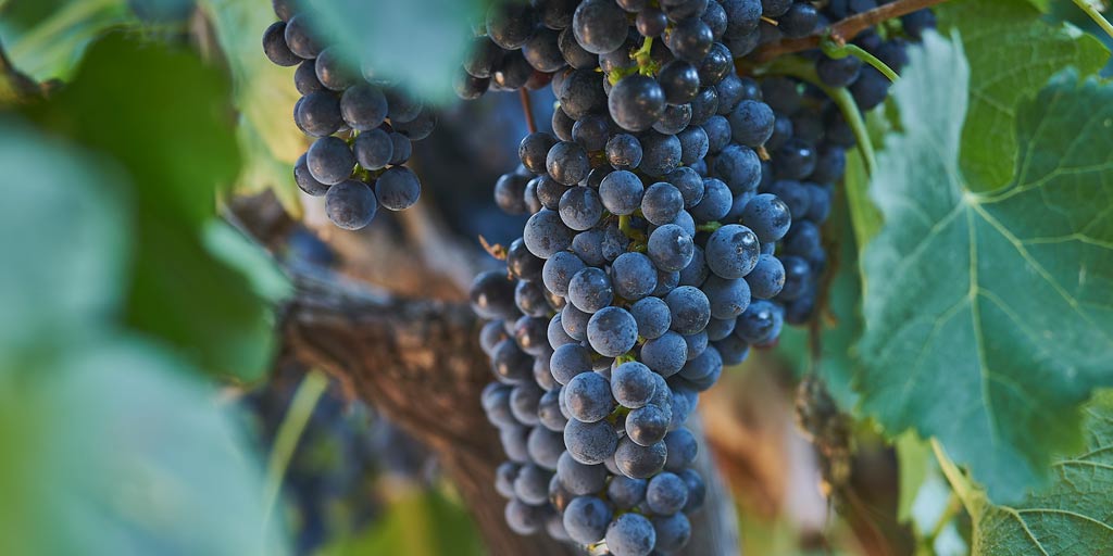 Coonawarra Wine Region