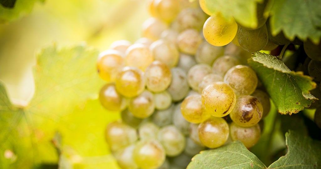 Viognier