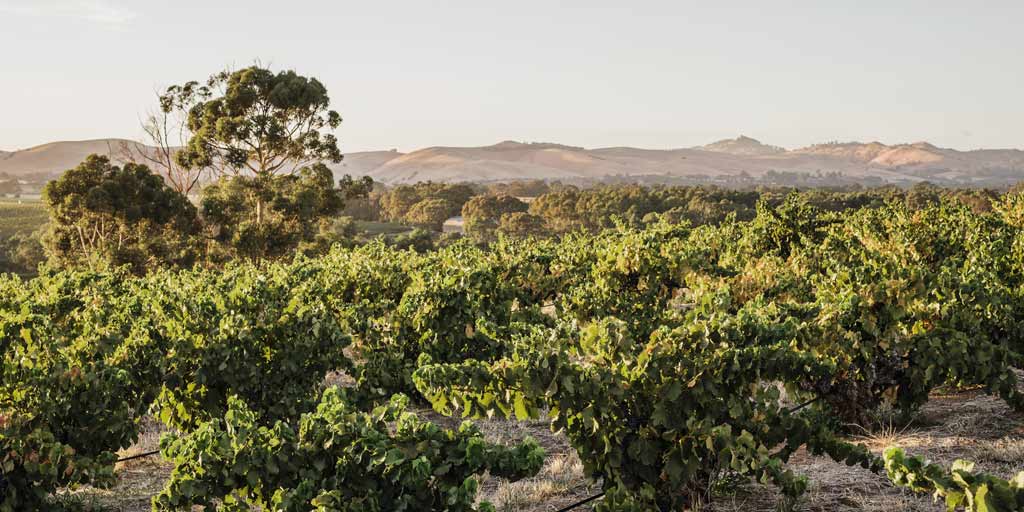 巴罗萨谷 (Barossa Valley)