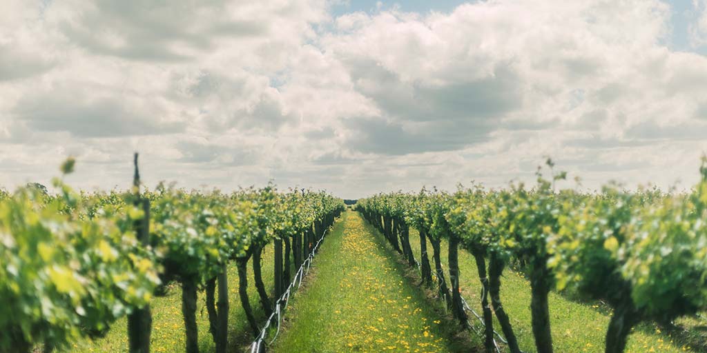 Coonawarra Wine Region