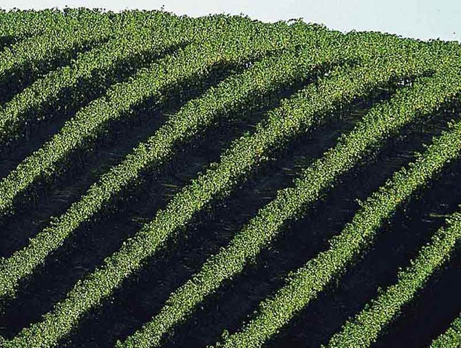 Strathbogie Ranges wine region