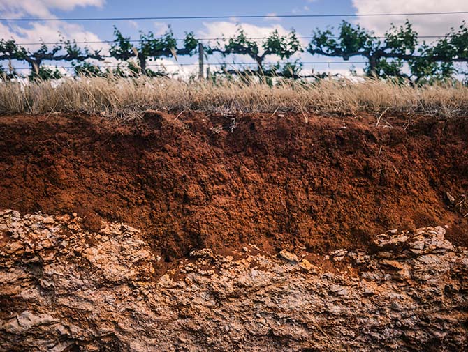 Coonawarra Wine Region