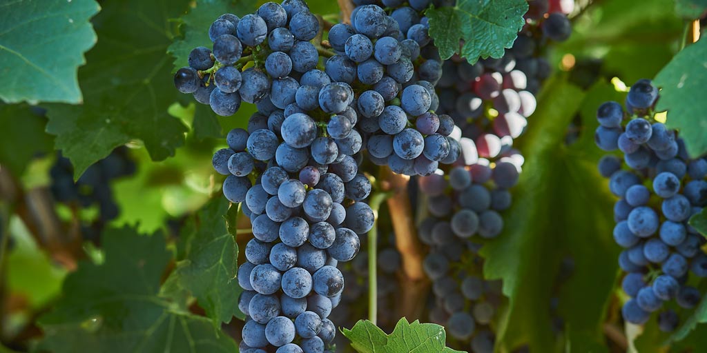 Coonawarra Wine Region