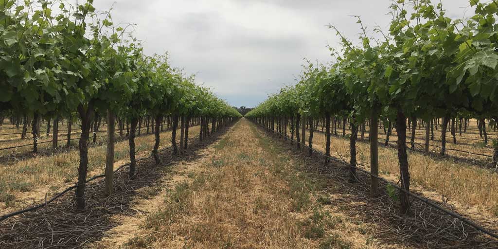 Pericoota Wine Region