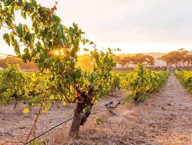 Eden Valley Wine Region