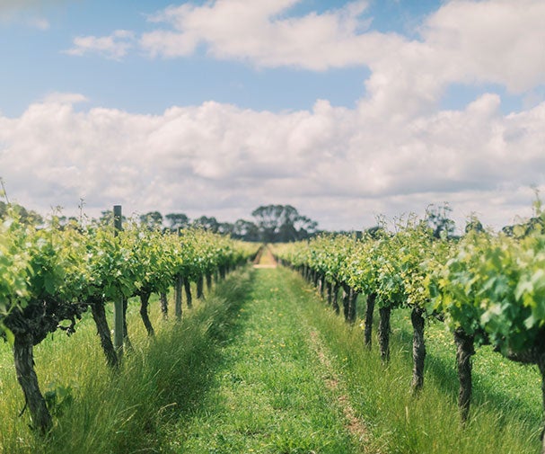 Coonawarra Wine Region