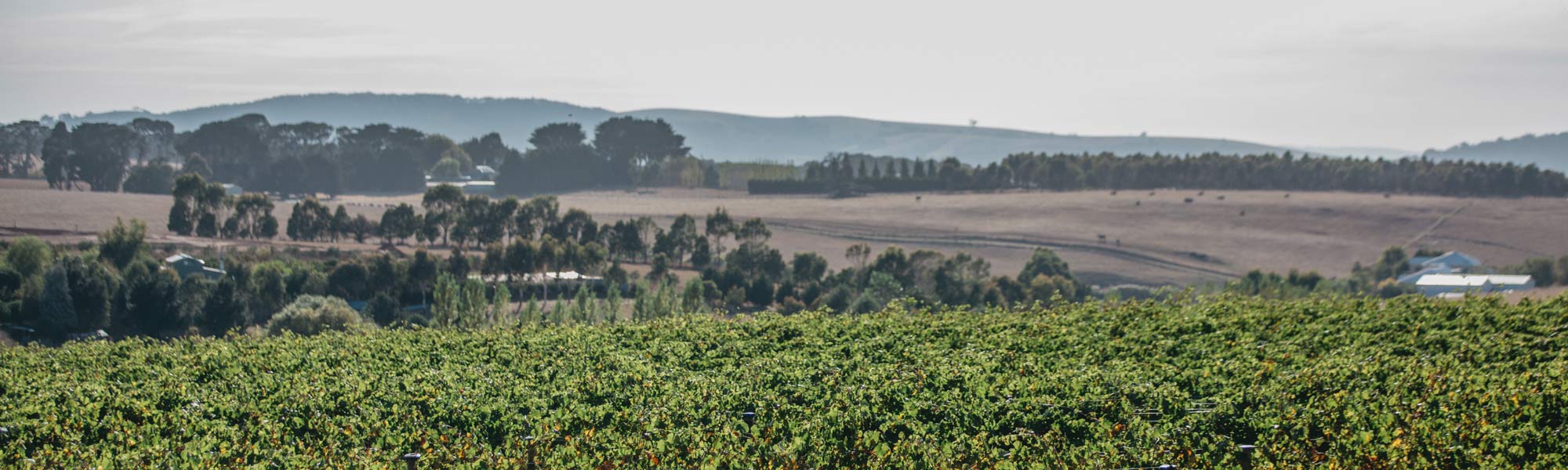 Macedon Ranges wine region