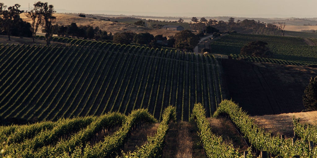 The ultimate guide to South Australia’s wine regions