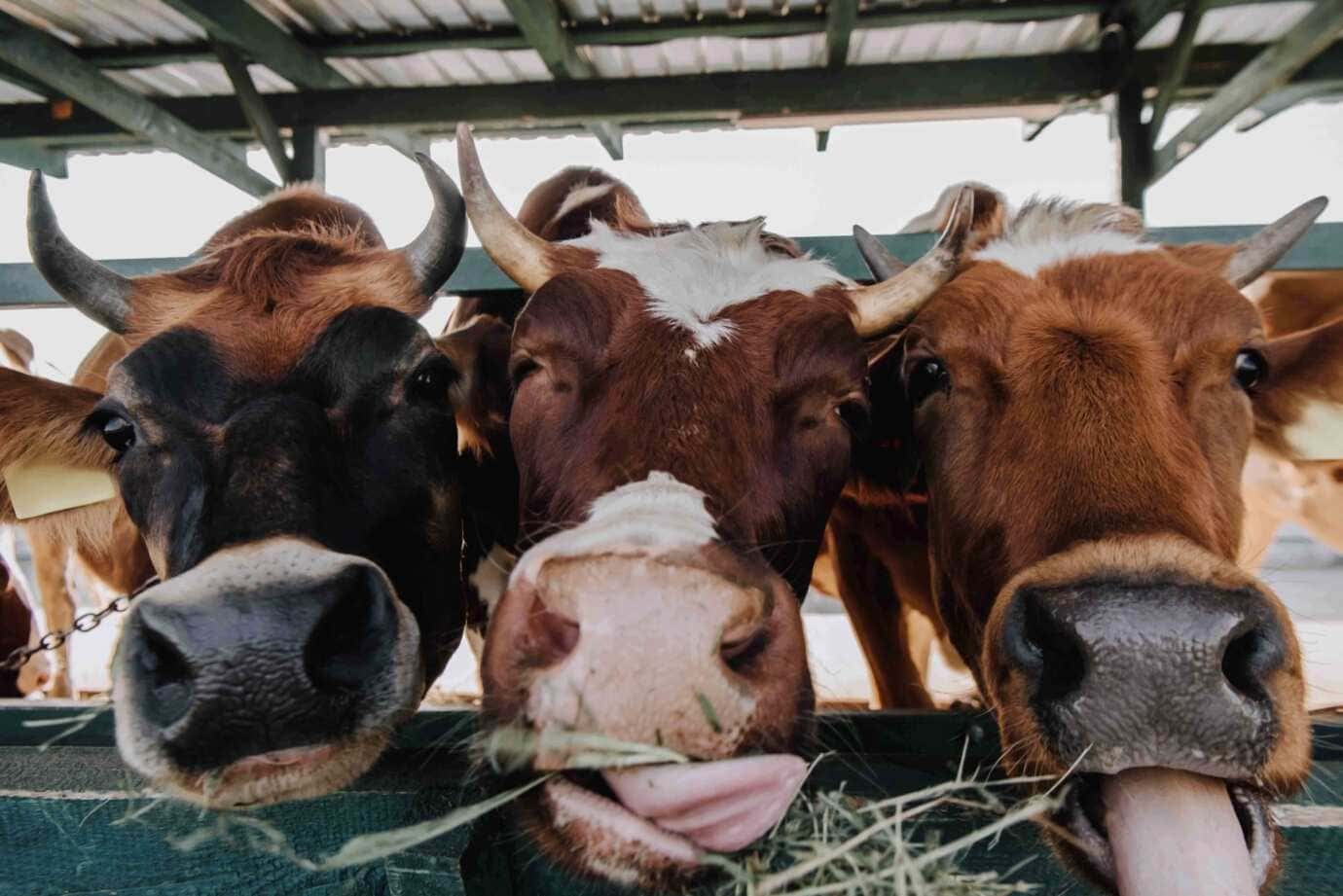 Real Cows' Milk – Love Milk Again