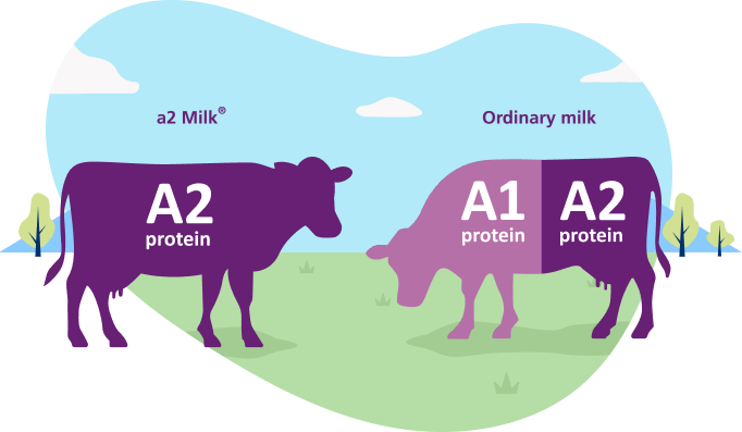 Real Cows' Milk – Love Milk Again