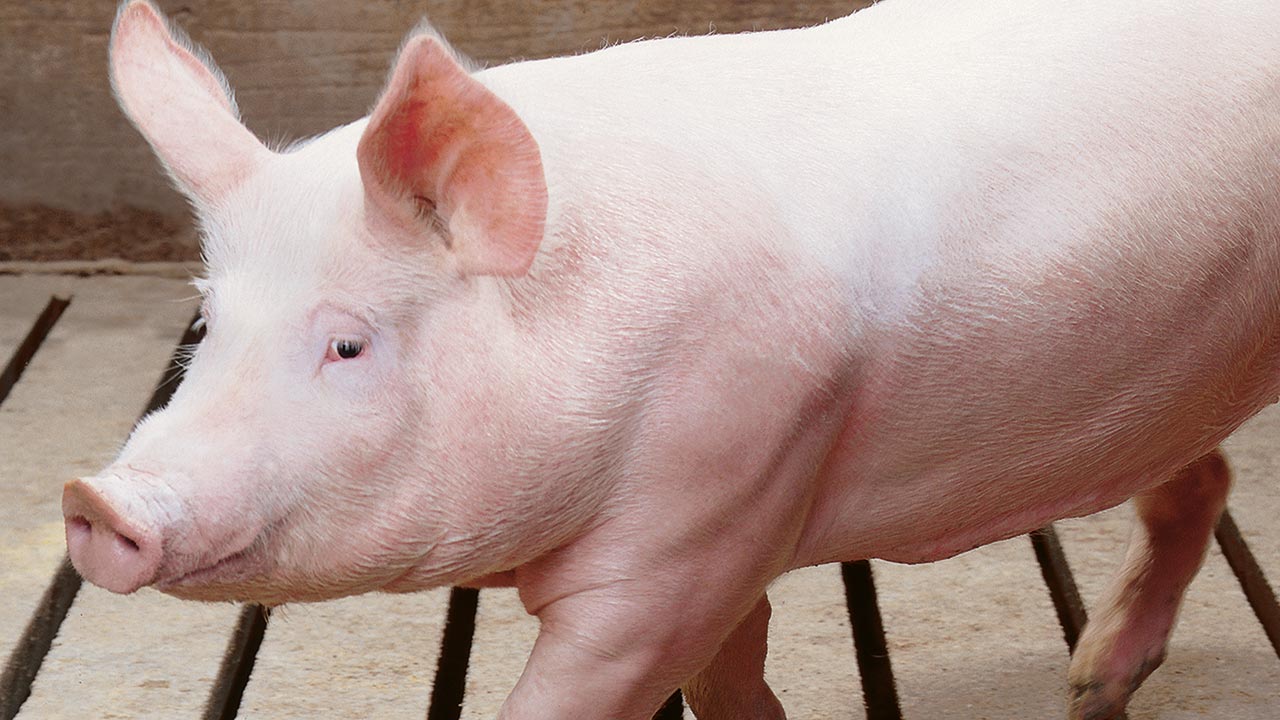 Paylean™ (ractopamine hydrochloride) For a uniform finish