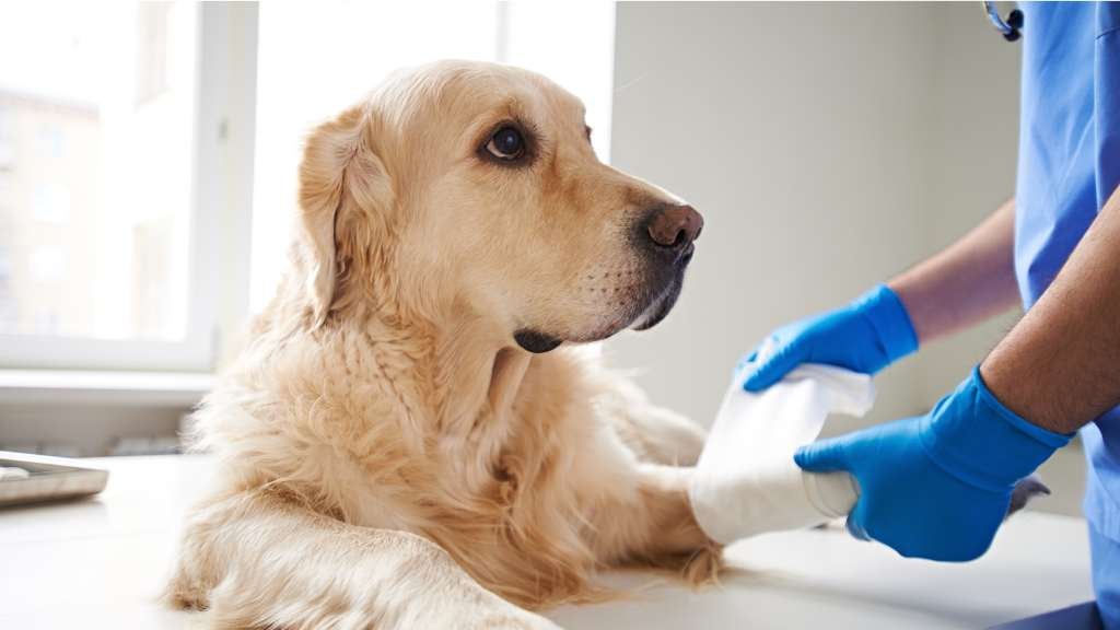 Pet Insurance Australia | Get a Quote Online